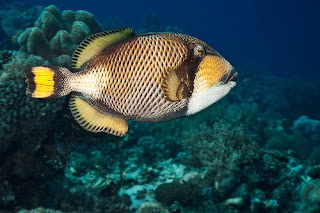 Un Grand Tour: Les petits poissons : Le baliste